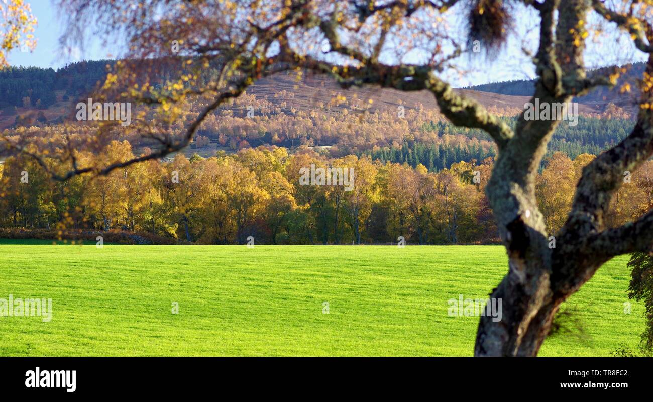 Golden Autumn Silver Birch Trees by a Vibrant Green Field in the Golden ...