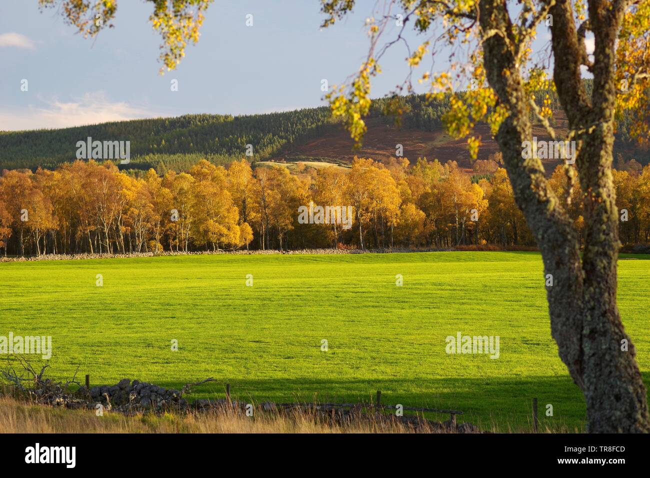 Golden Autumn Silver Birch Trees by a Vibrant Green Field in the Golden ...