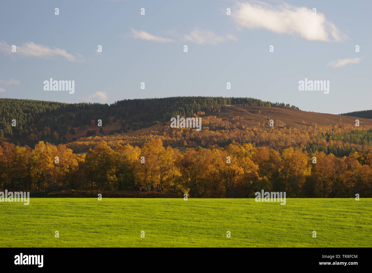 Golden Autumn Silver Birch Woodland by Scottish Hills. Muir of Dinnet ...