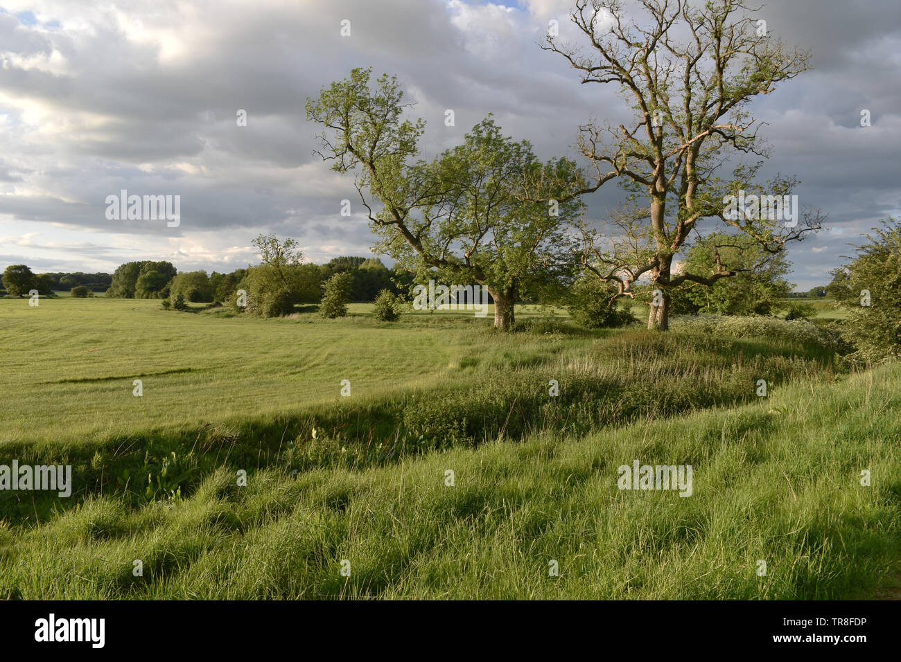 Alder trees on the banks of the River Thames, Gloucestershire Stock ...