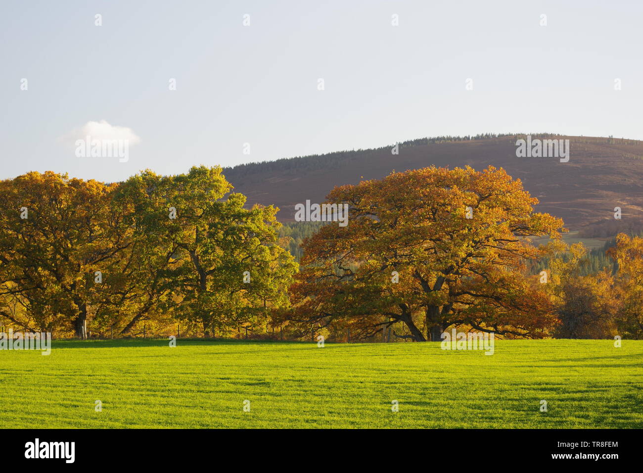 English Oak Woodland High Resolution Stock Photography and Images - Alamy