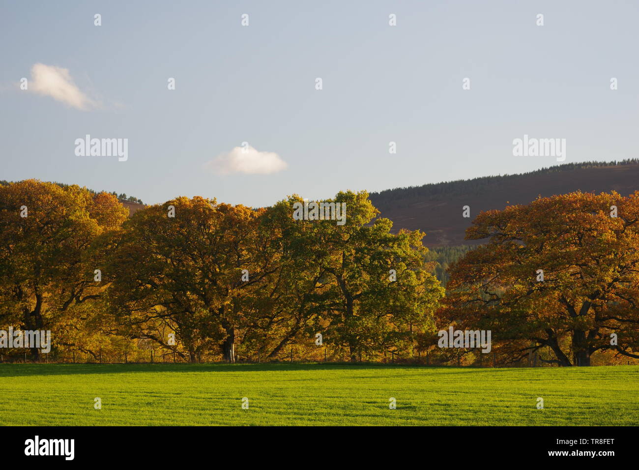 English Oak Woodland High Resolution Stock Photography and Images - Alamy