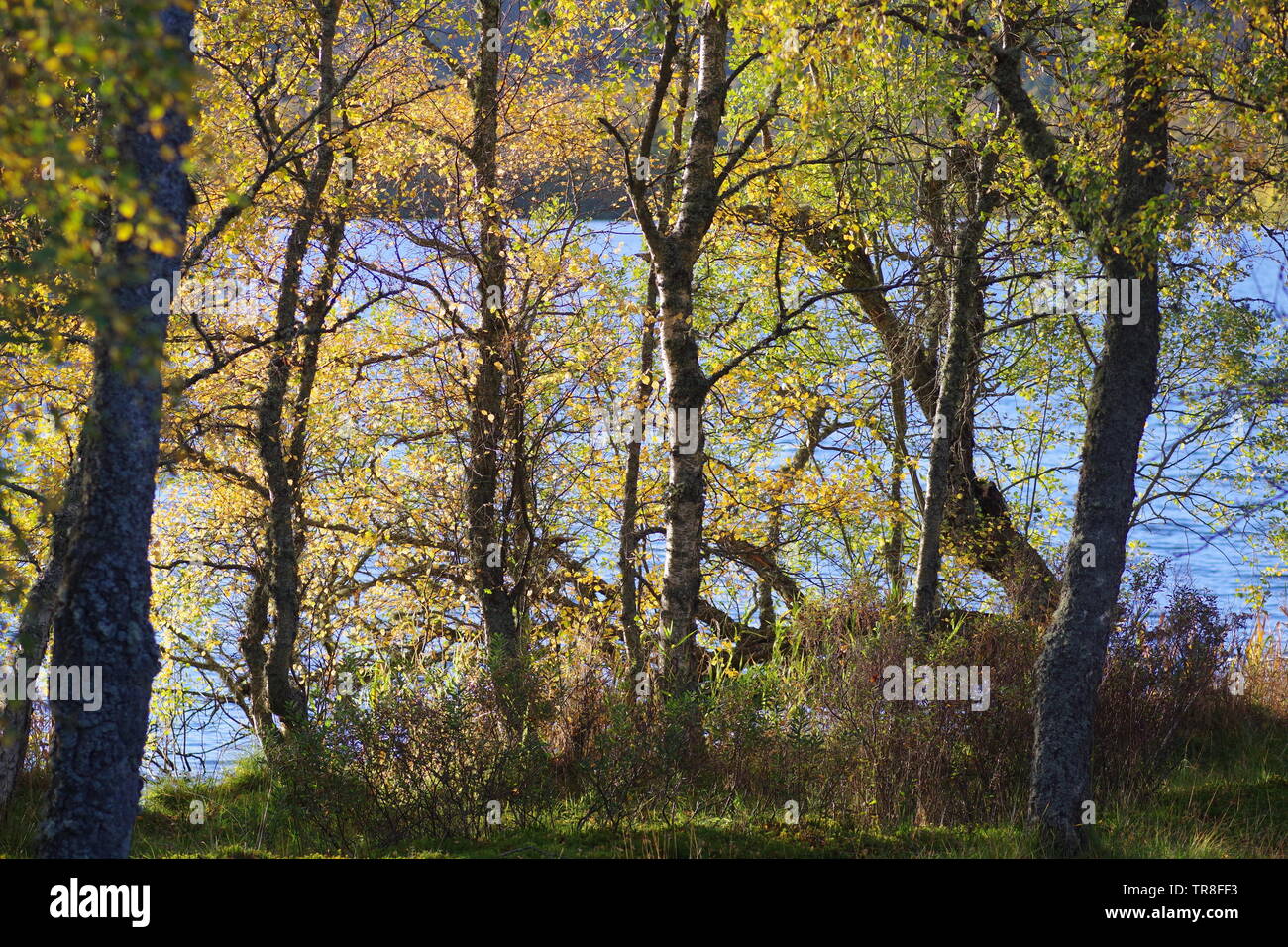 Backlit Golden Autumn Silver Birch Trees, by Loch Kinord, Muir of ...