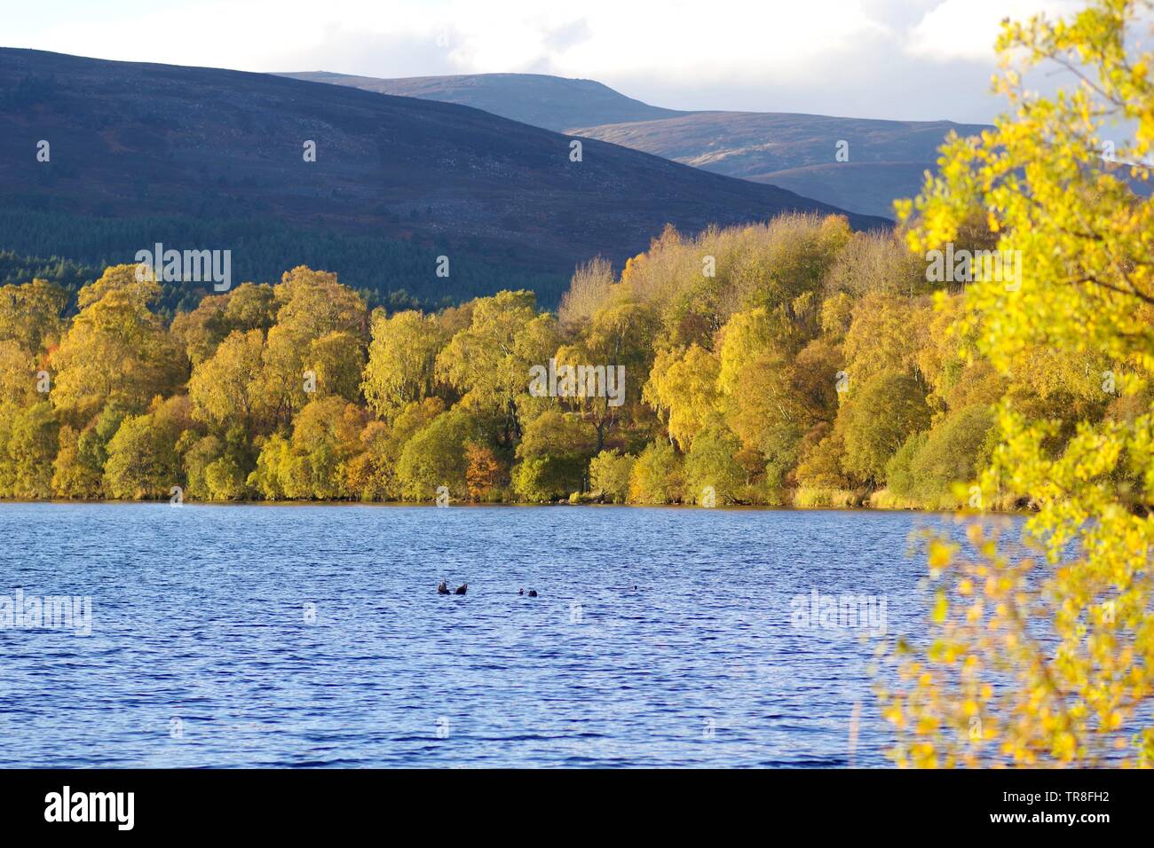 Golden Autumn Silver Birch Trees by Loch Kinord. Muir of Dinnet NNR ...