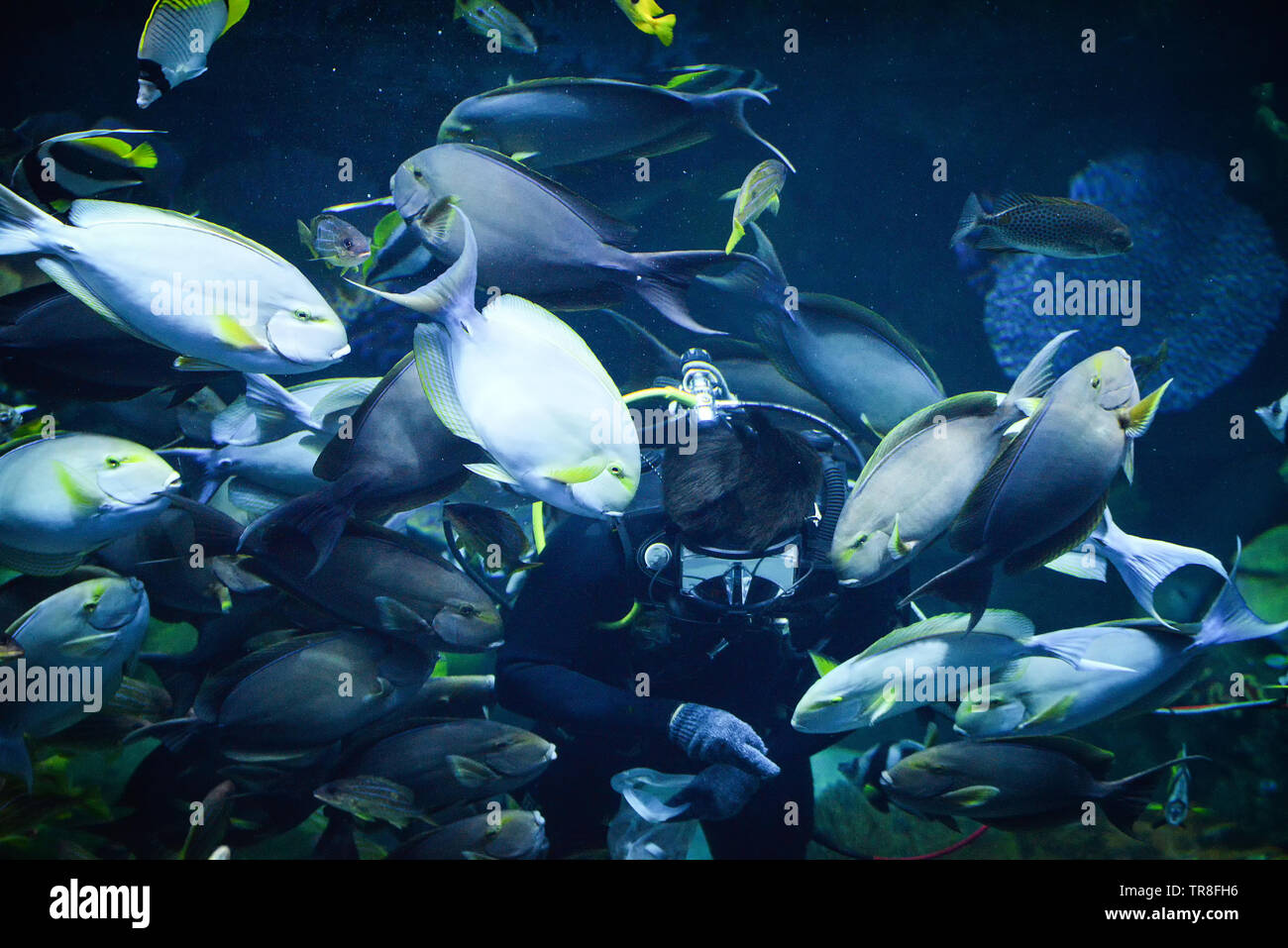 Shark school fish eating hi-res stock photography and images - Alamy