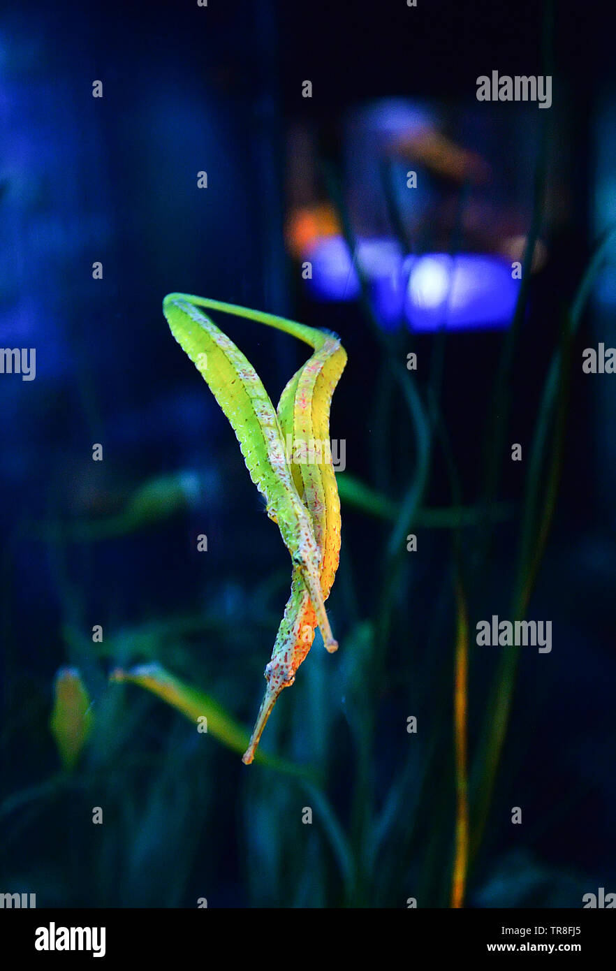 reef fish yellow and green alligator pipefish swimming in the ...