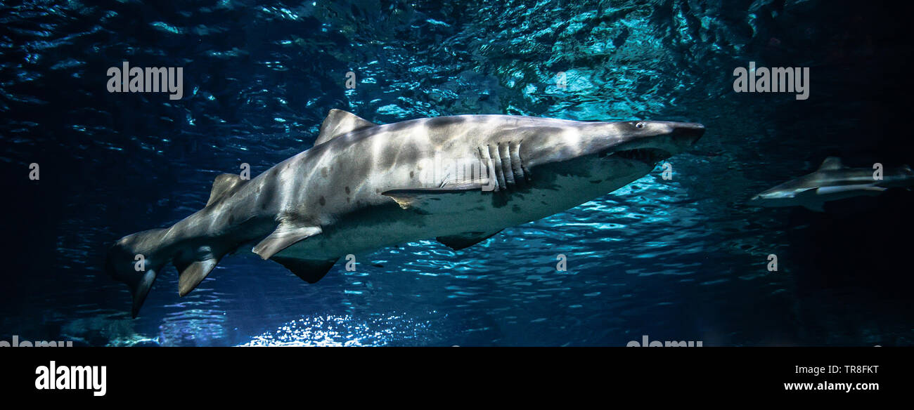 Sand tiger shark swimming marine life in the ocean / ragged tooth shark ...
