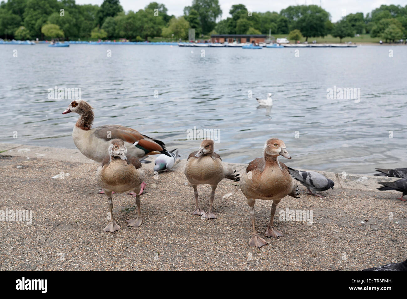 Egyptian geese with goslings, Hyde park, London, UK Stock Photo - Alamy