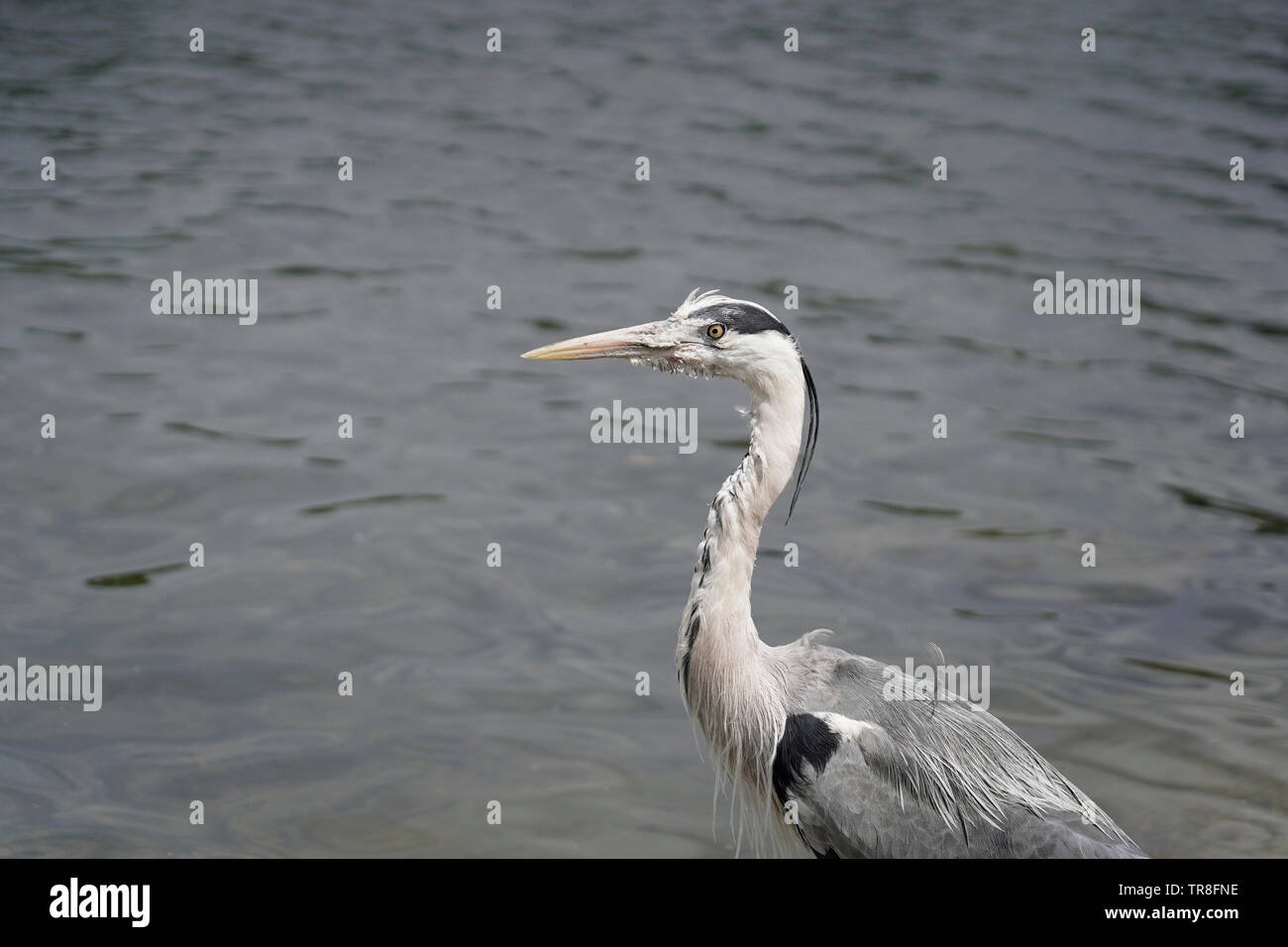 Herron bird hi-res stock photography and images - Alamy