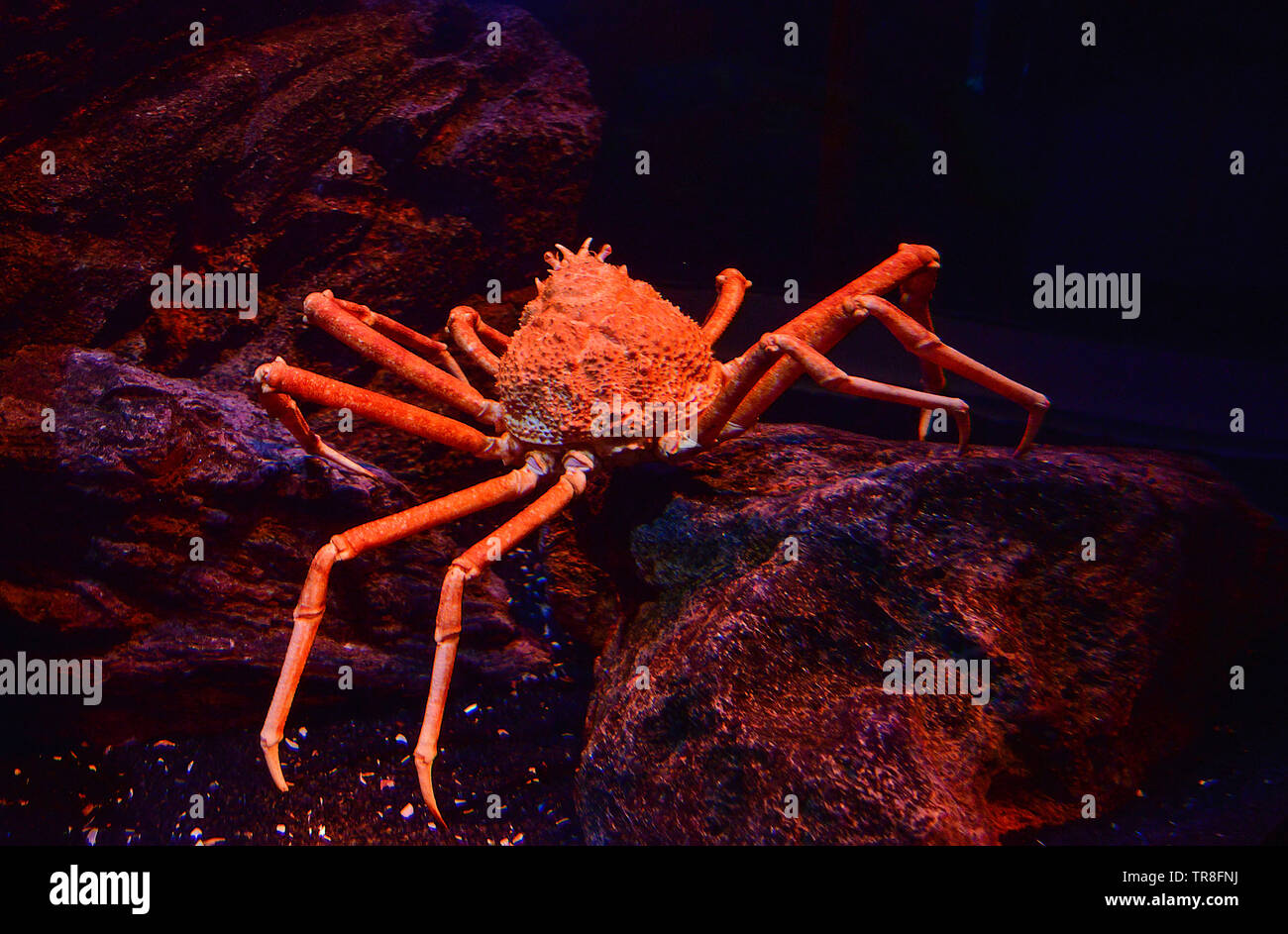 Japanese giant spider crab swimming underwater aquariumun on the rock ...