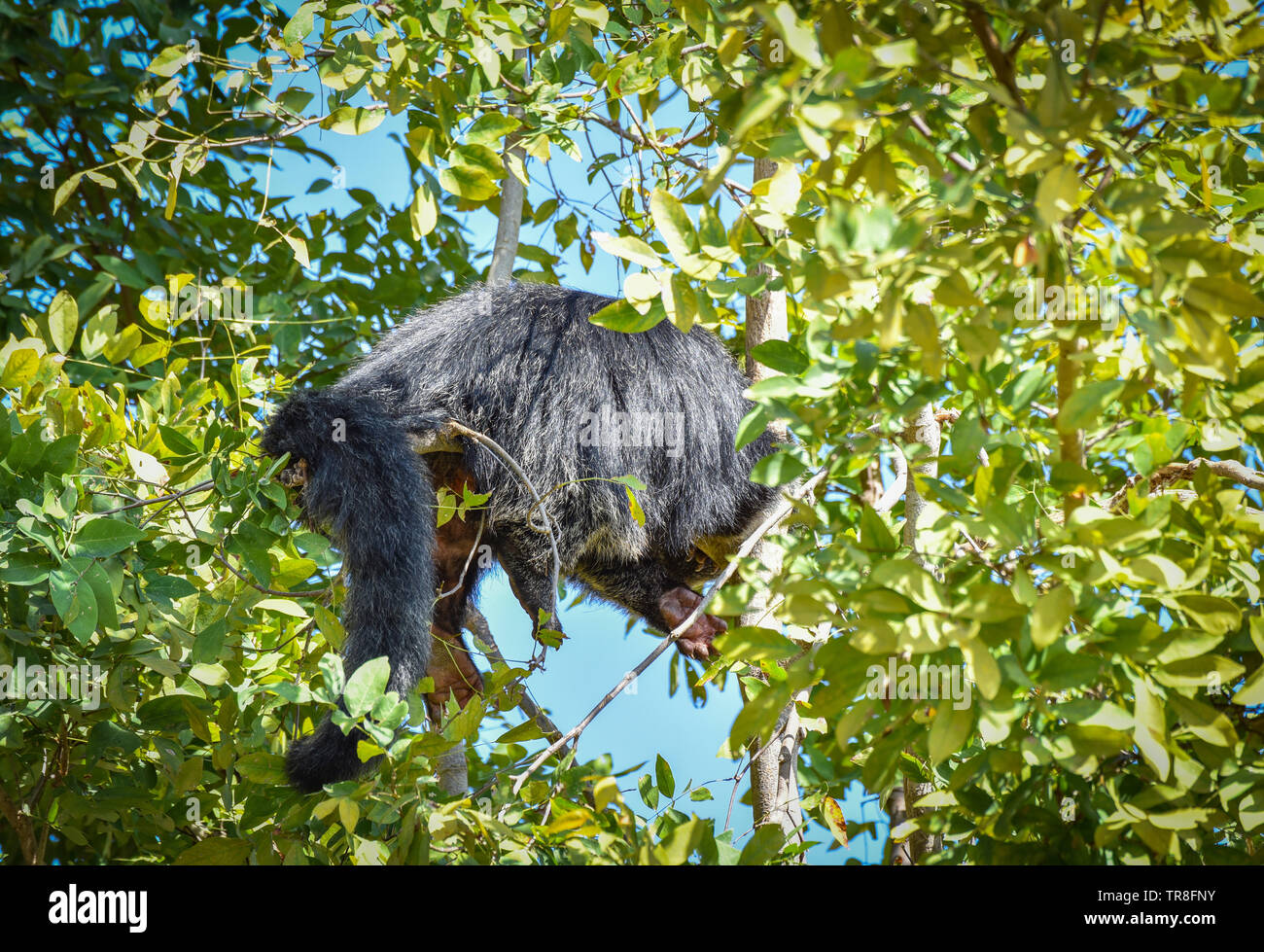 Palawan bearcat hi-res stock photography and images - Alamy