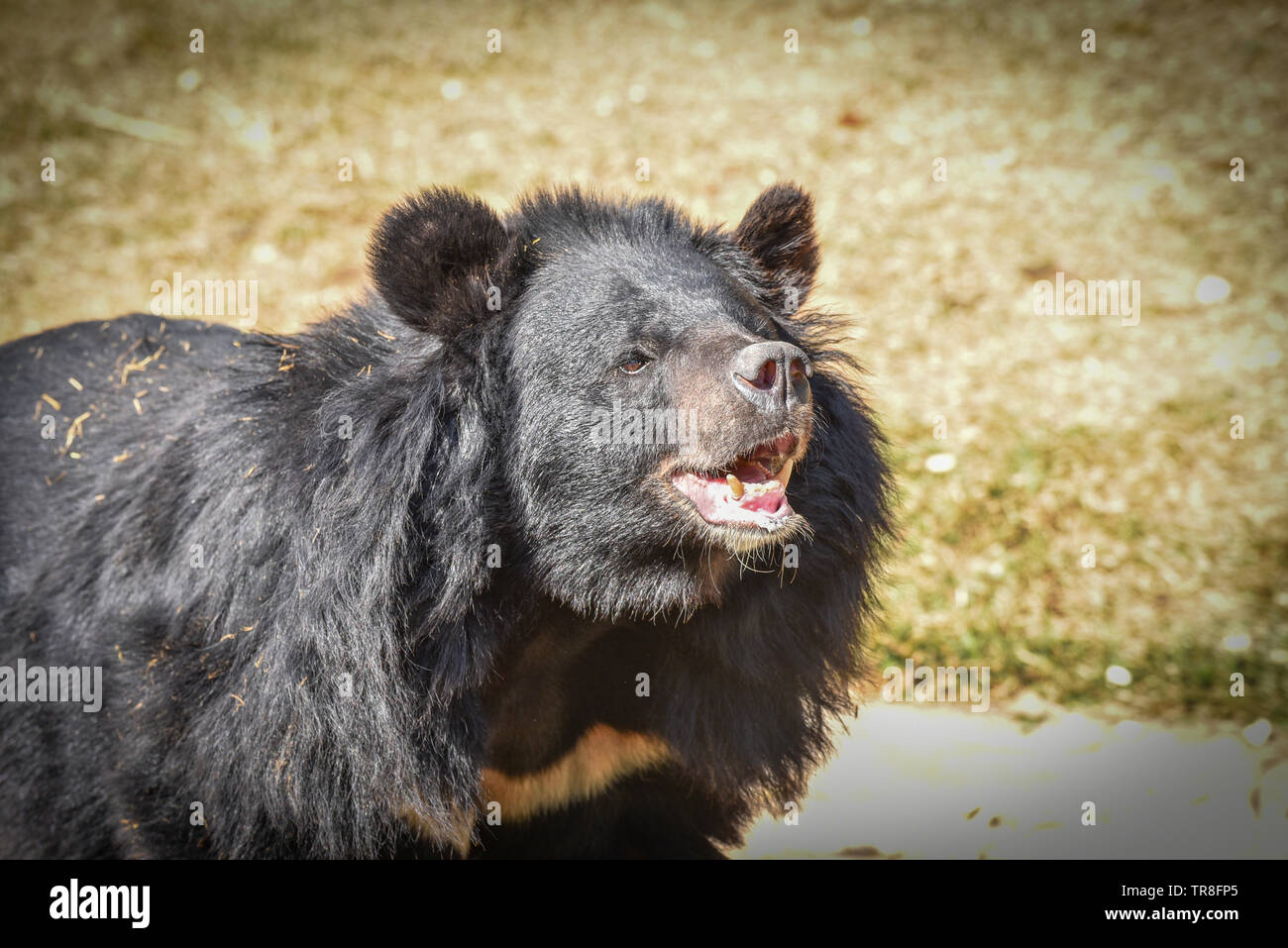 Asiatic moon bear hi-res stock photography and images - Alamy