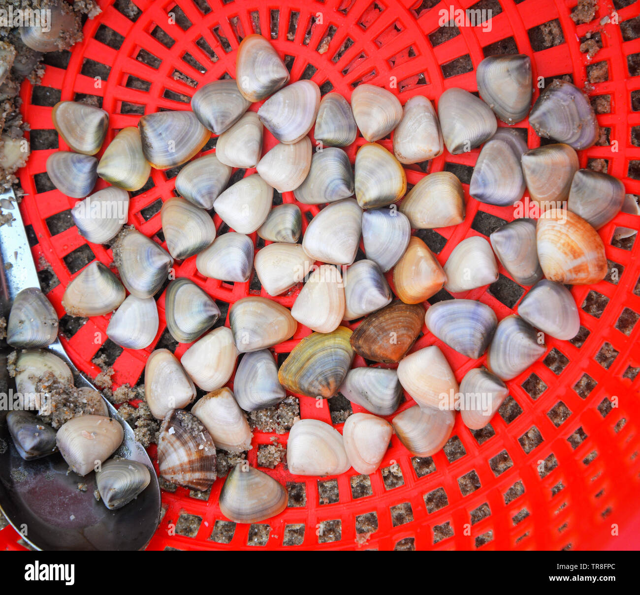 fresh enamel venus shell clam from sand beach sea in red basket ...