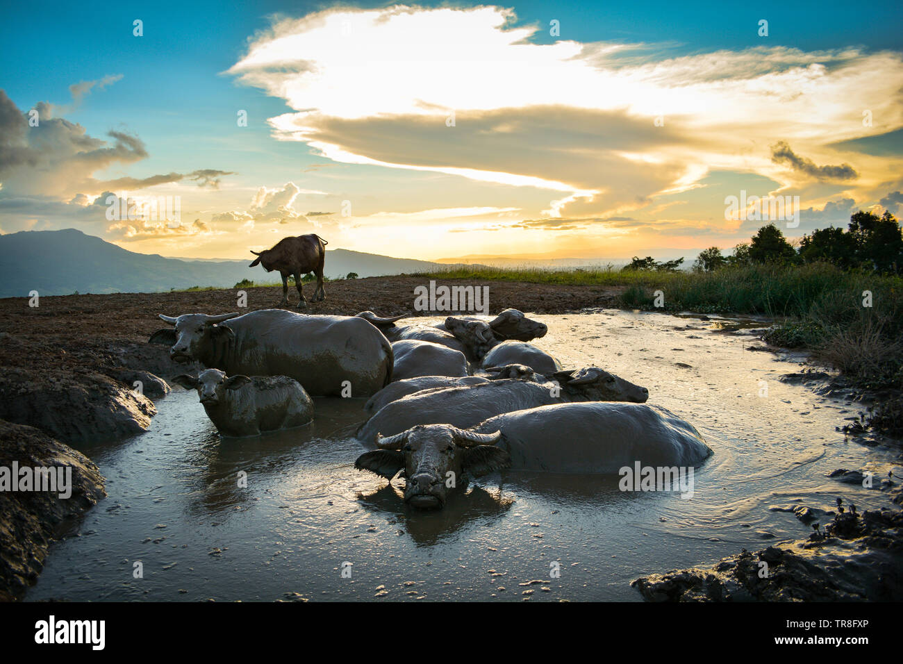 Landscape buffalo water in mud pond for relaxes asia animal in the ...