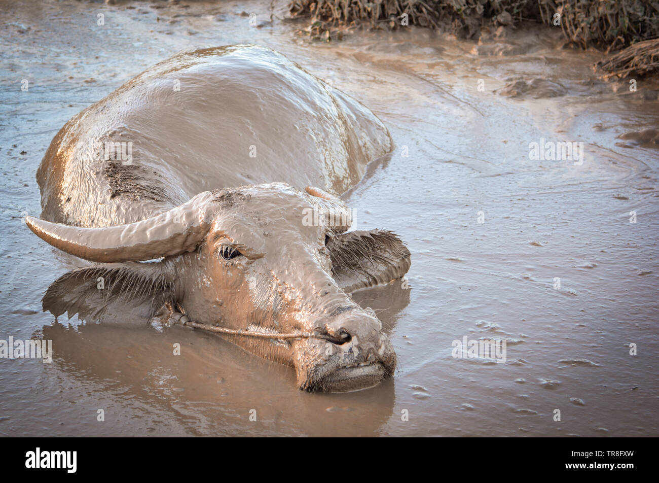 Close up buffalo muddy water in pond for relaxes asia animal Stock ...