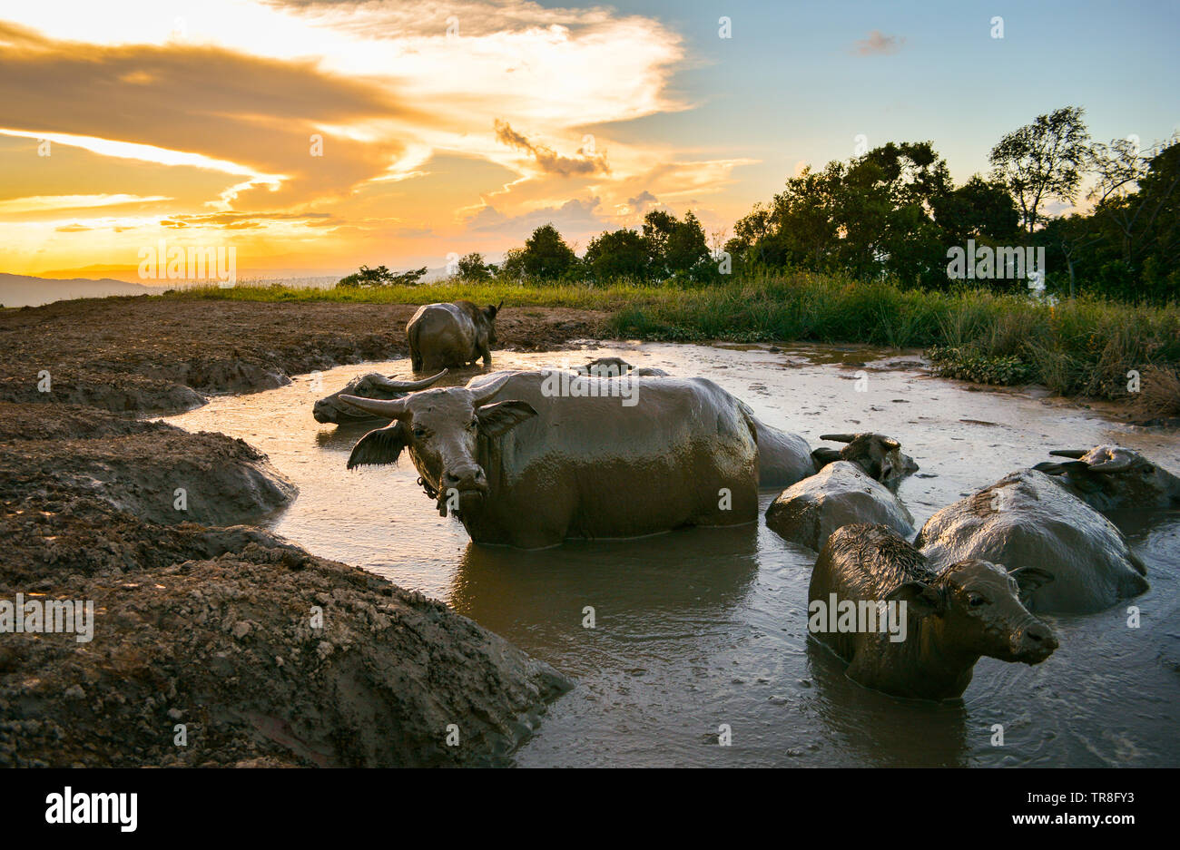 Landscape buffalo water in mud pond for relaxes asia animal in the ...