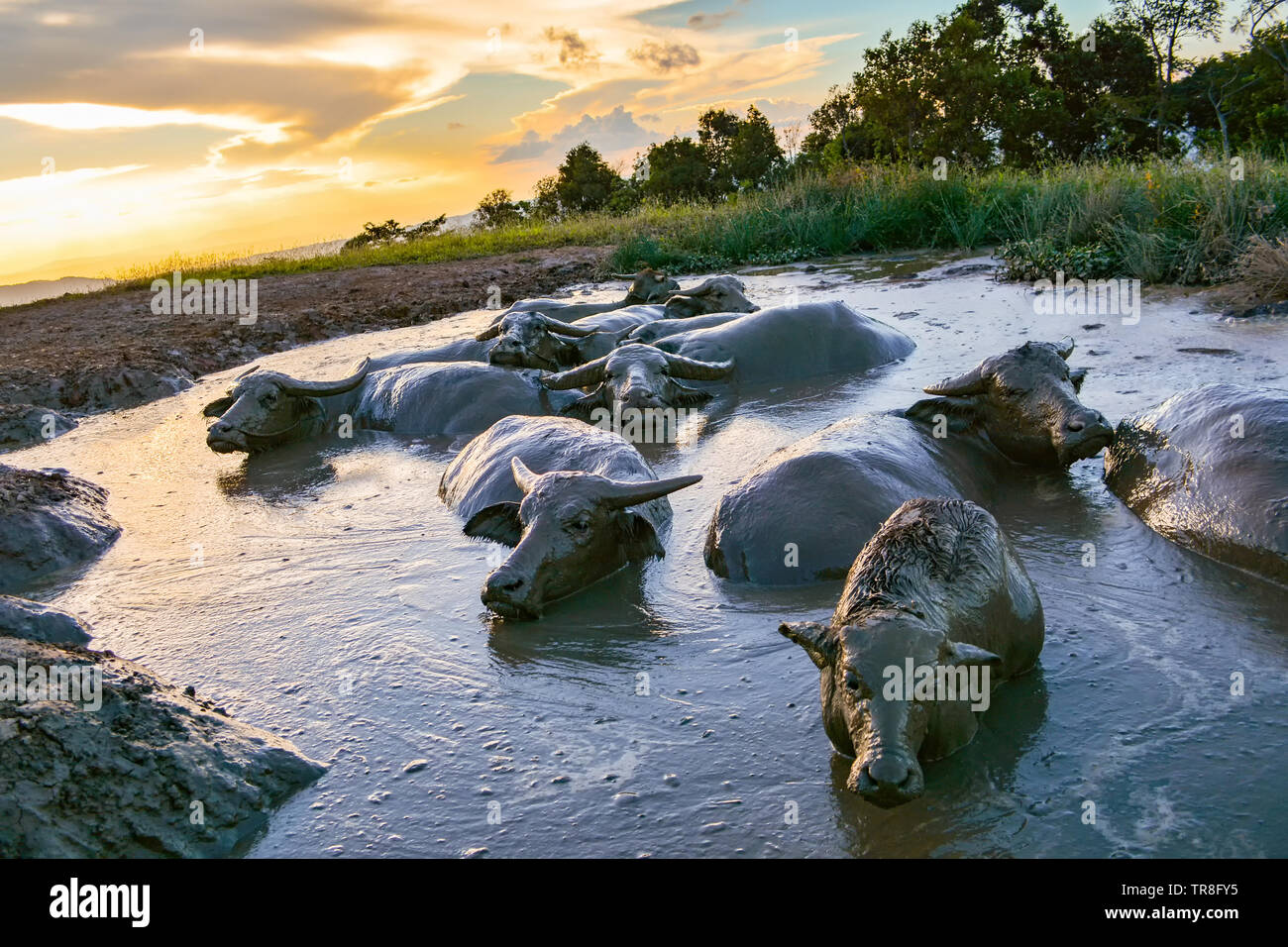 Landscape buffalo water in mud pond for relaxes asia animal in the ...