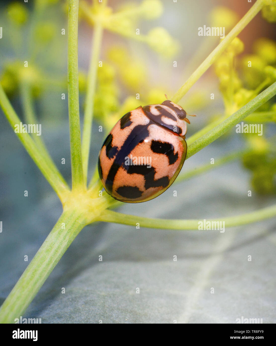 Insect orange ladybug sitting on branch plant Stock Photo - Alamy