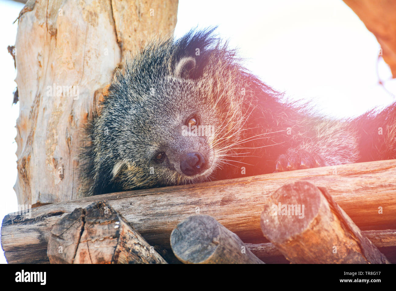 Palawan bearcat hi-res stock photography and images - Alamy