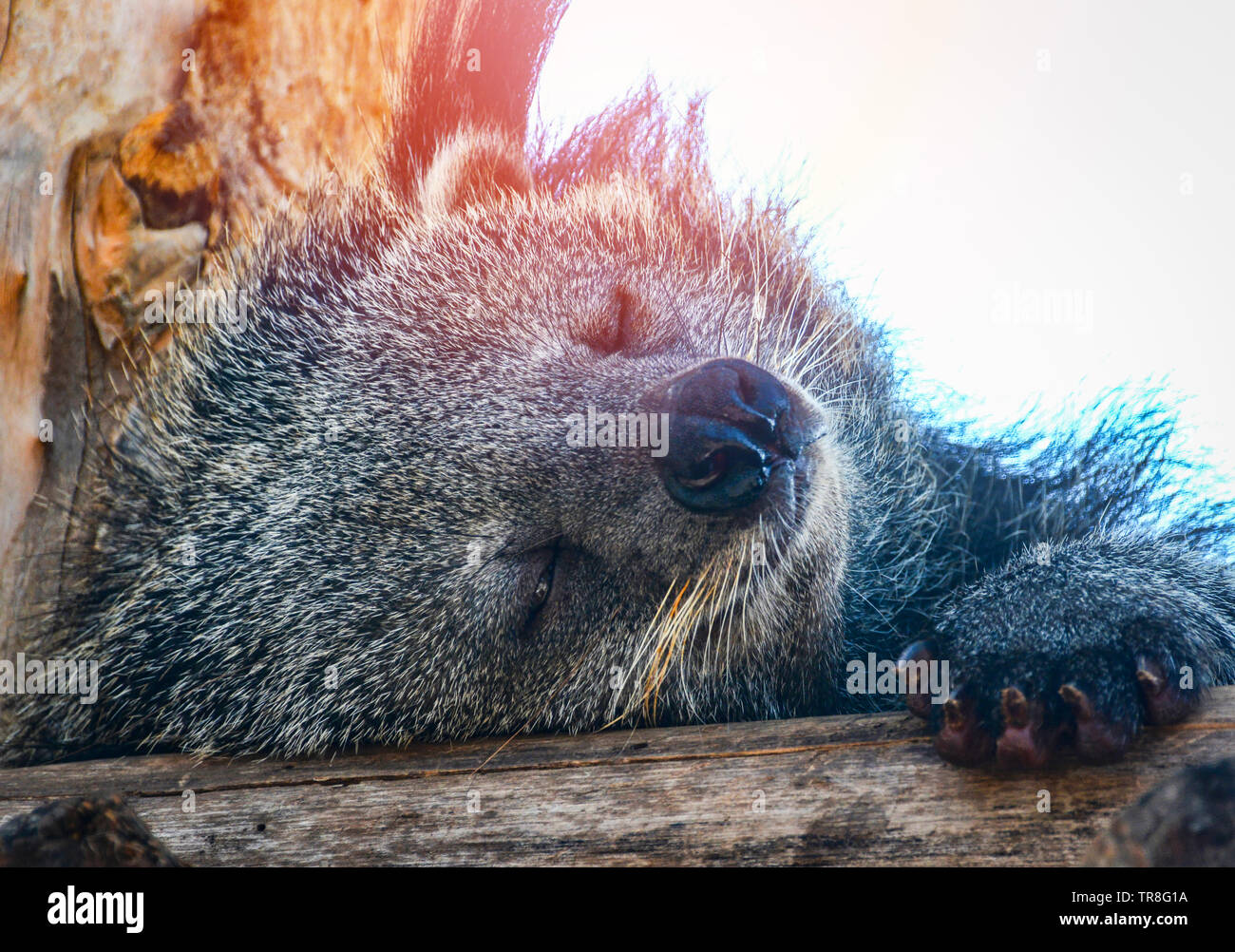 Bearcat or arctictis binturong lying sleeping relax on the wooden log ...