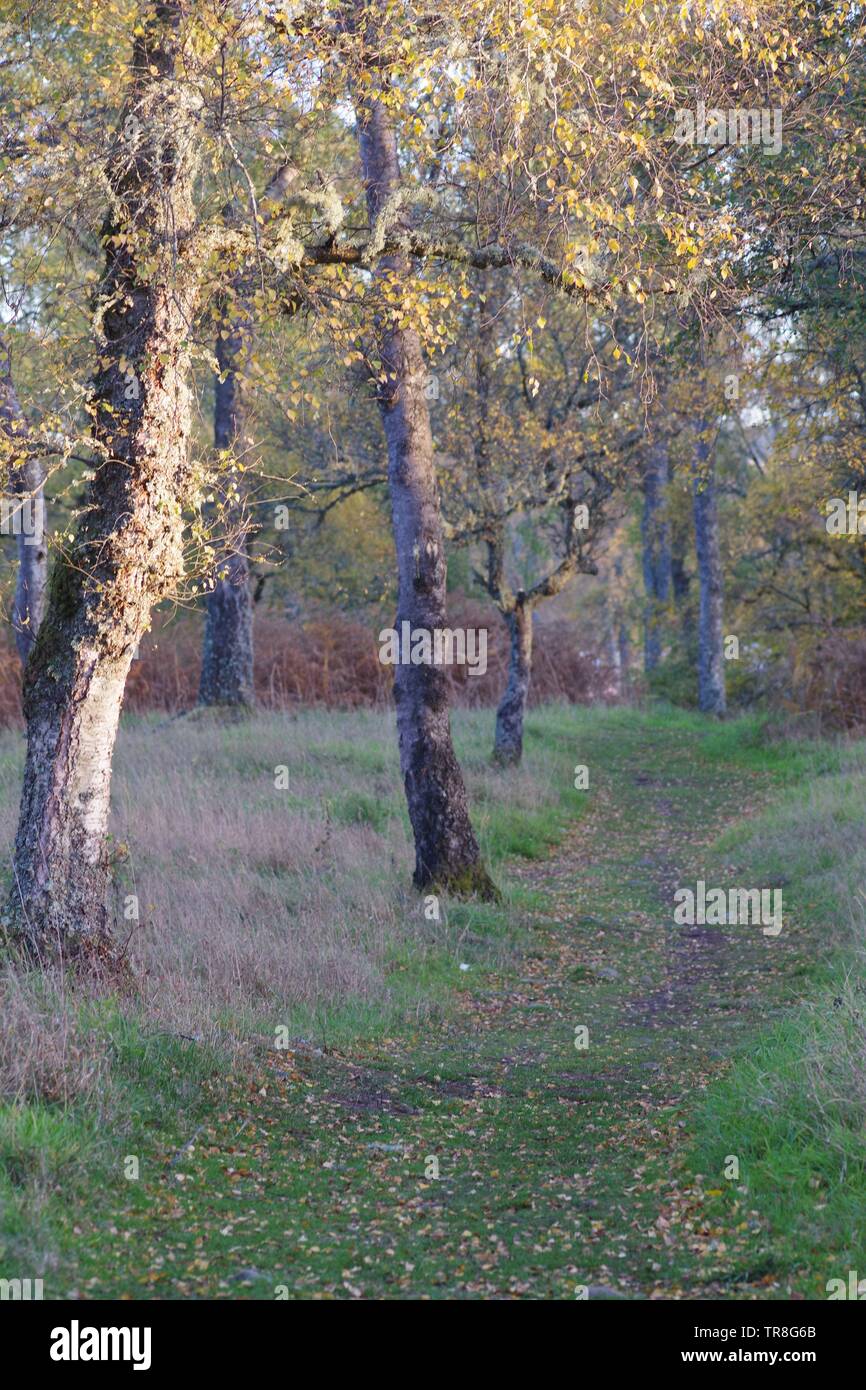 Woodland Path through Autumn Silver Birch Trees. Muir of Dinnet NNR ...