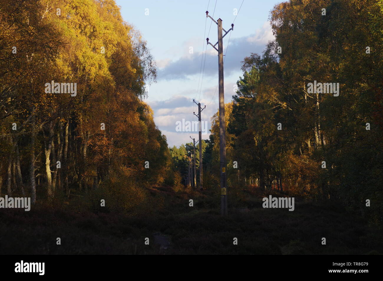 National Grid Wooden Utility Poles through Autumn Birch Woodland. Muir ...