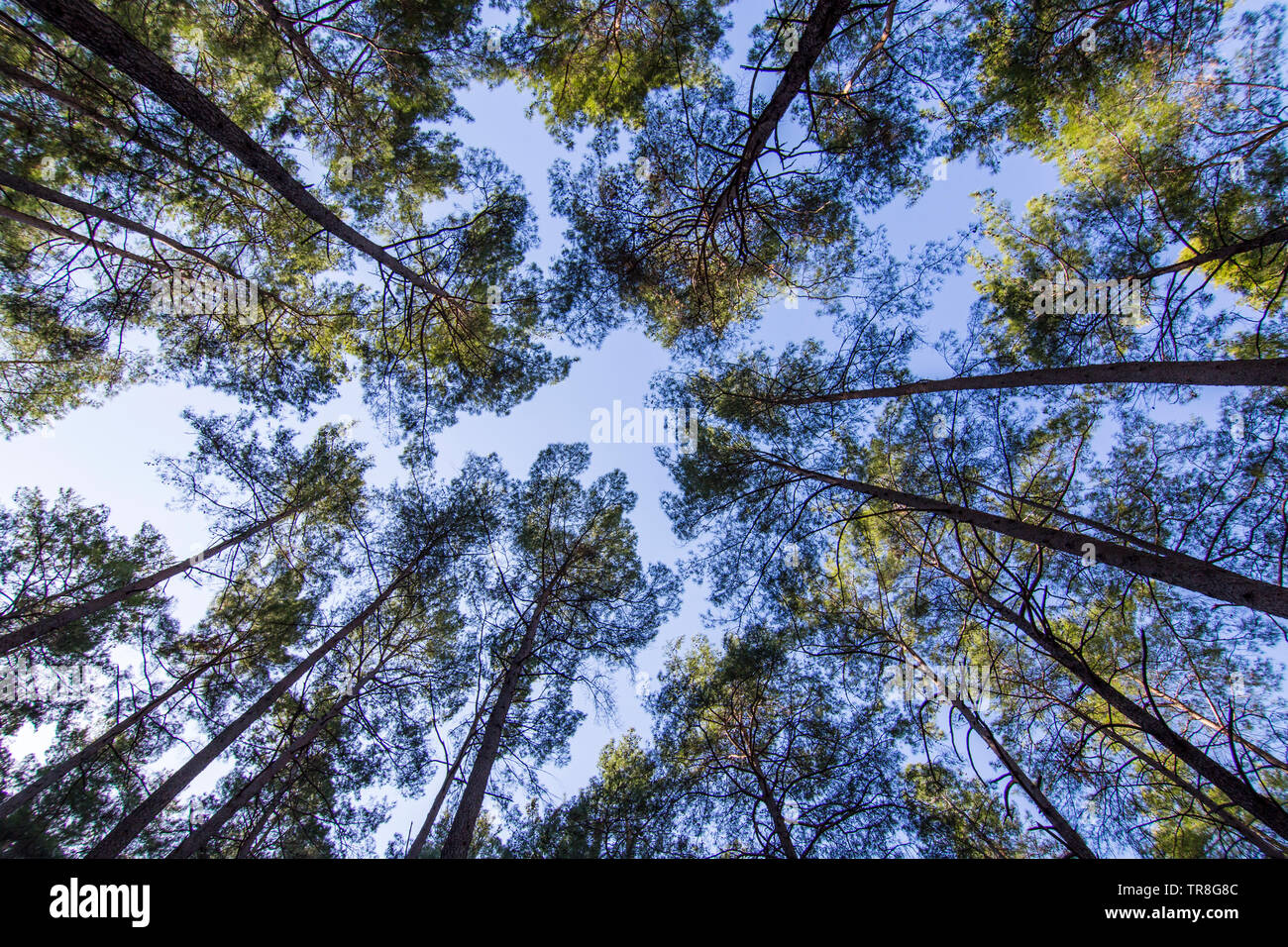 Tall trees stretching into the sky Stock Photo - Alamy