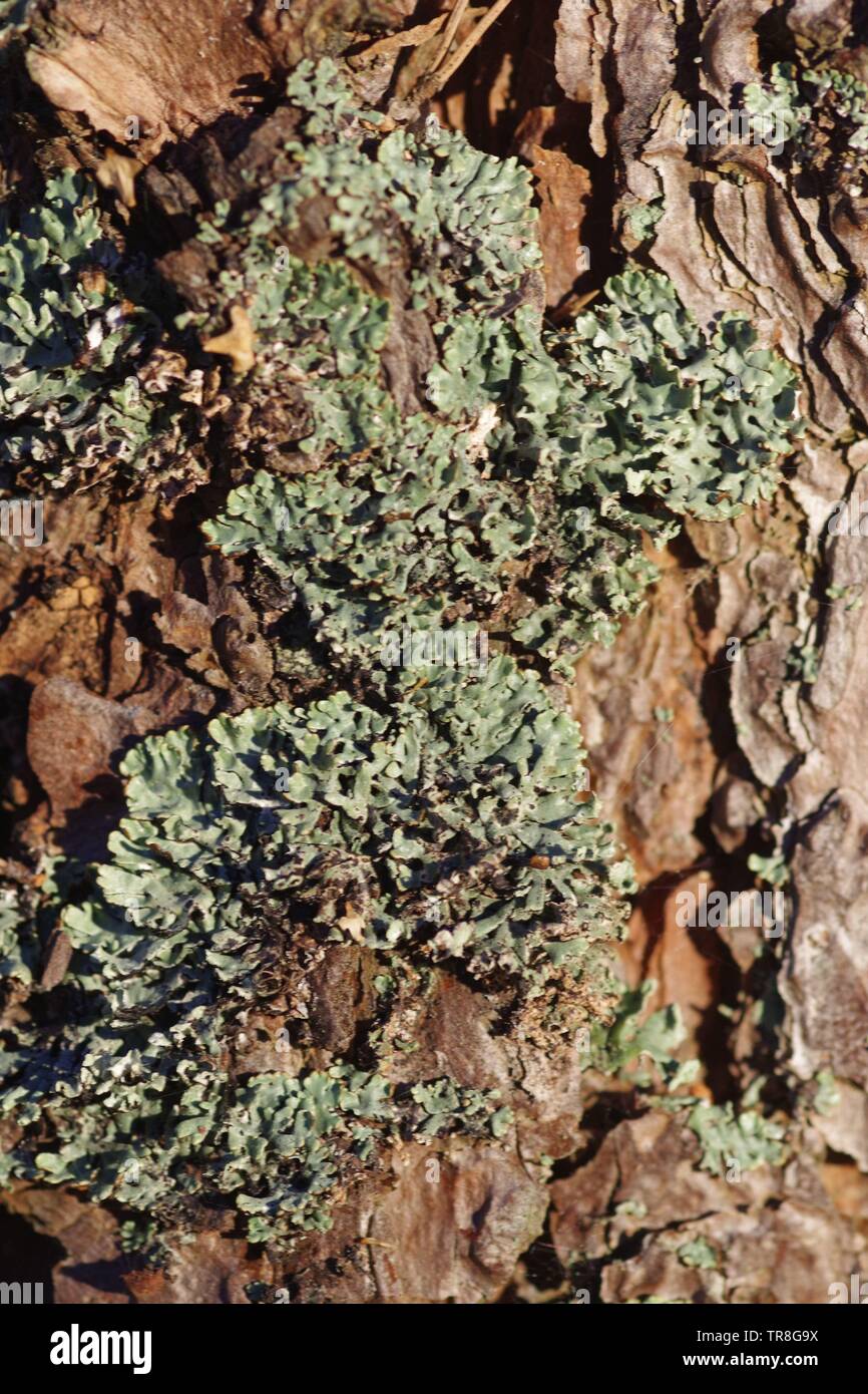 Temperate woodland uk lichen hi-res stock photography and images - Alamy