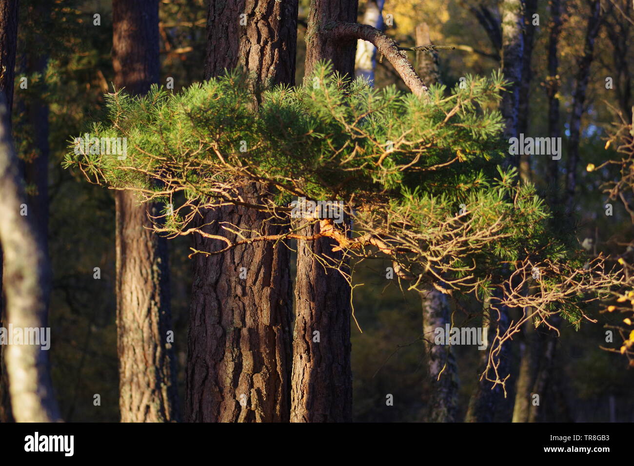 Scots Pine Trees (Pinus sylvestris) in the Golden Light of an Autumn ...