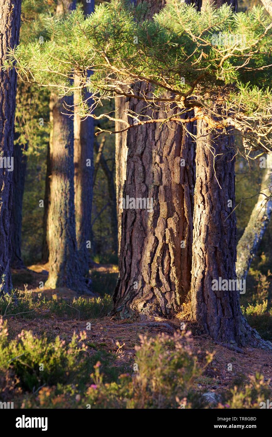 Scots Pine Trees (Pinus sylvestris) in the Golden Light of an Autumn ...