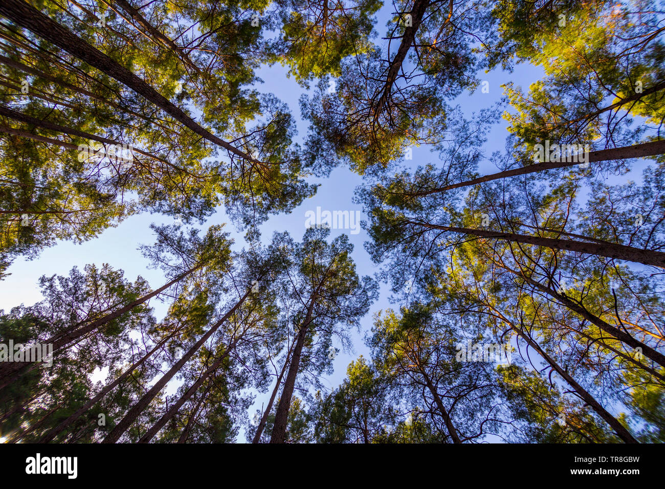 Tall trees stretching into the sky Stock Photo - Alamy