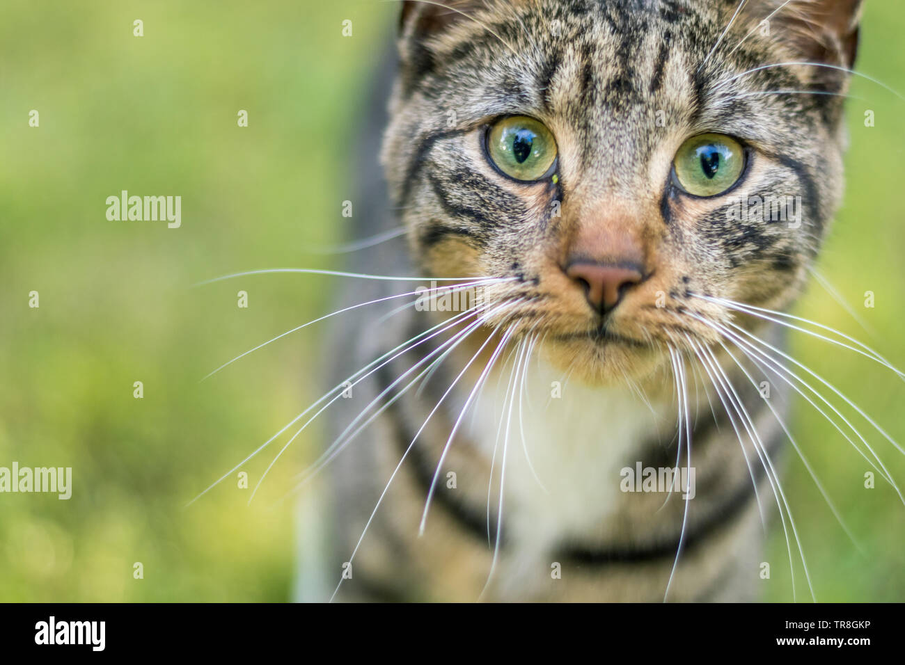 Young green-eyed Tabby Cat frolics in grass on a late afternoon in ...