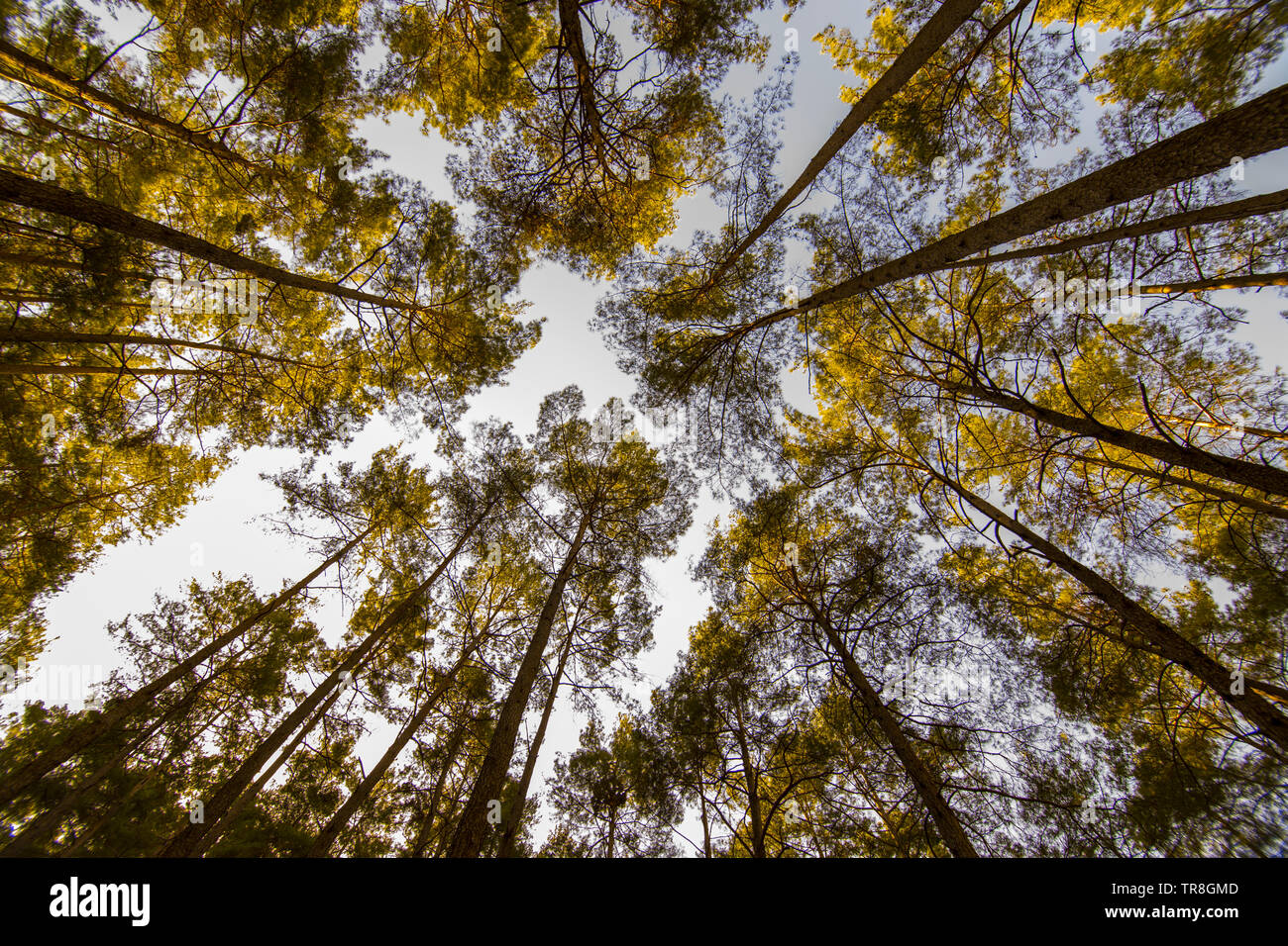 Tall trees stretching into the sky Stock Photo - Alamy