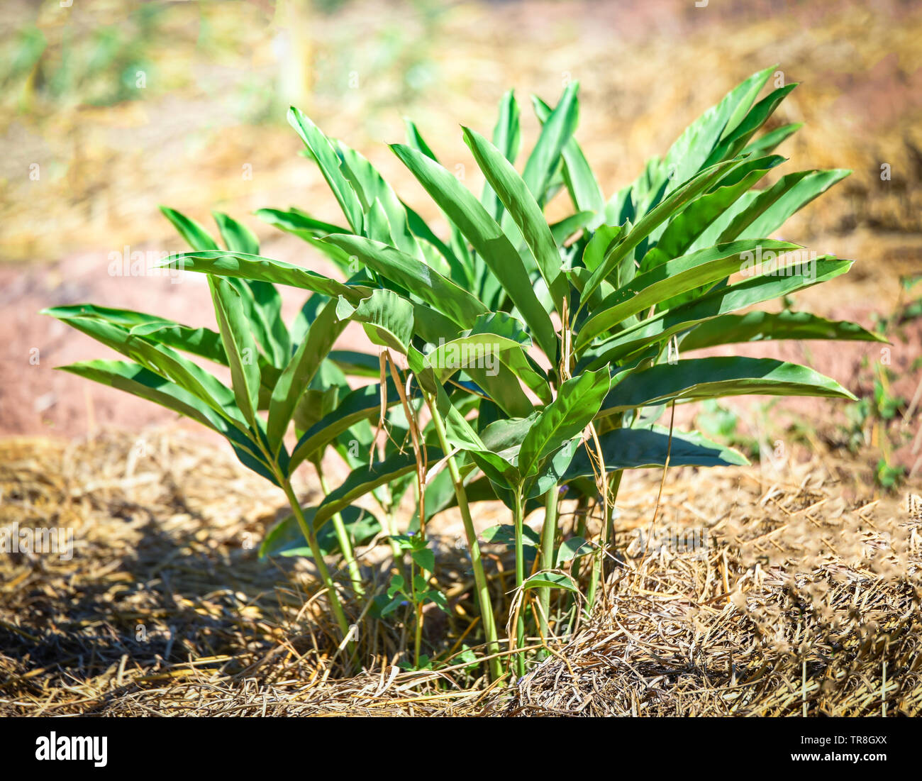 Thai market galangal hi-res stock photography and images - Alamy