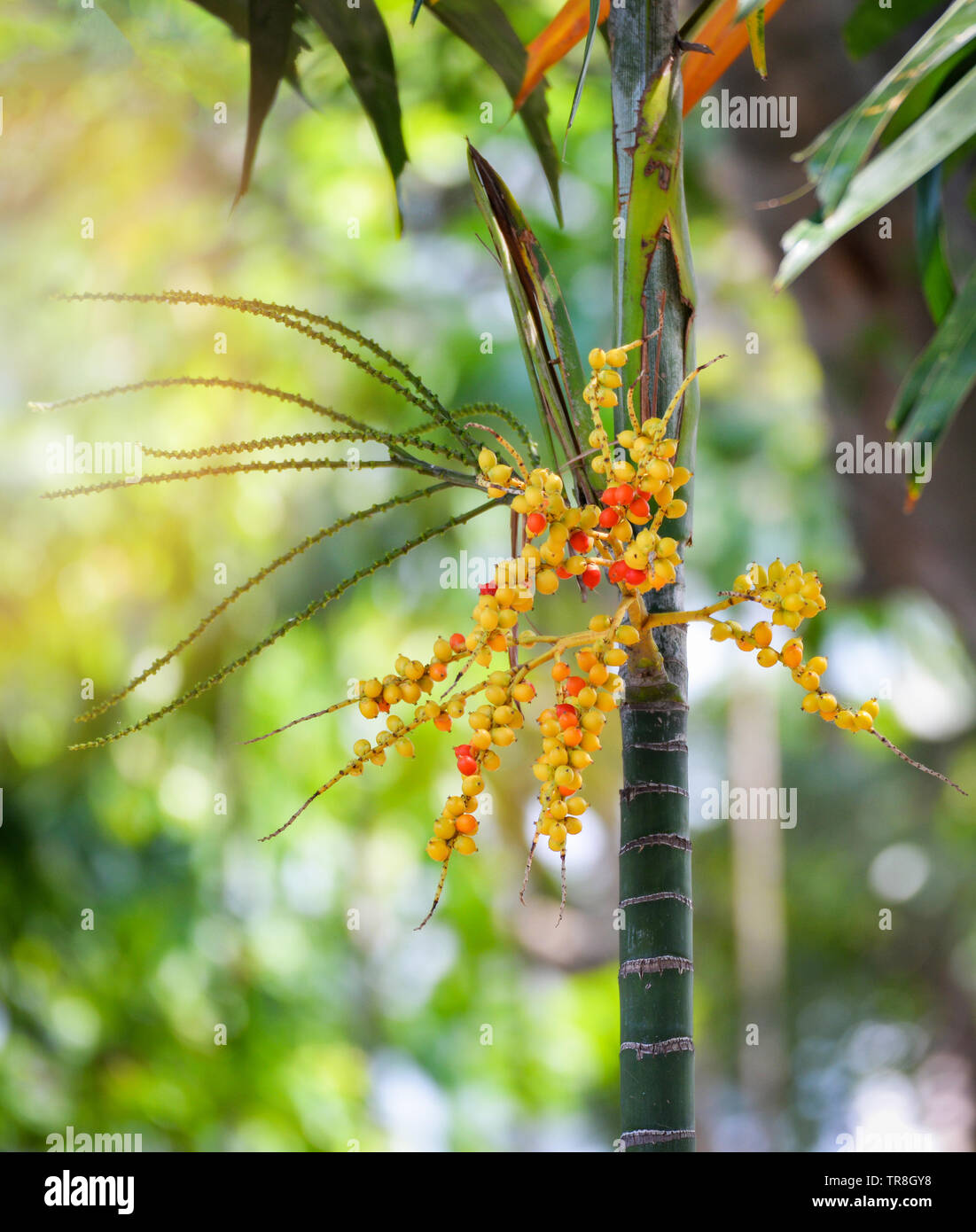 Sealing Wax Palm Flower