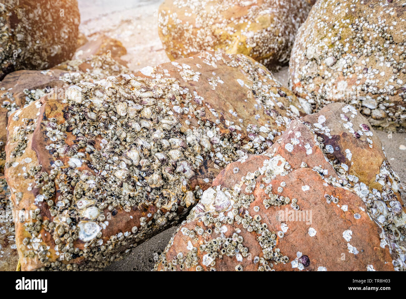 Barnacles on rock dry shellfish dead on the ocean beach / barnacles ...