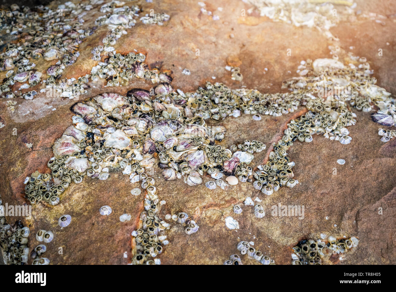 Barnacles on rock dry shellfish dead on the ocean beach / barnacles ...