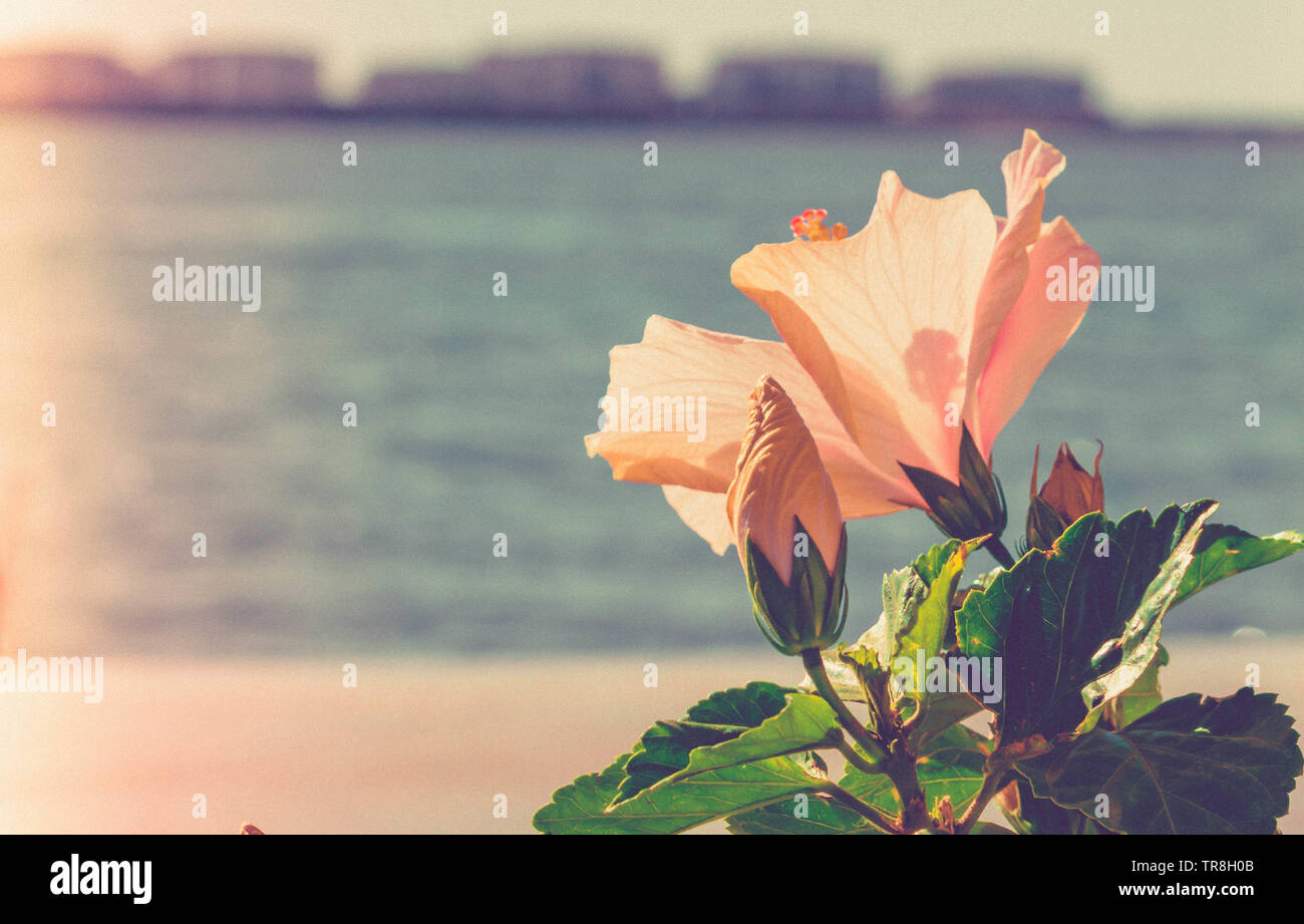 Hoja rosa hi-res stock photography and images - Alamy