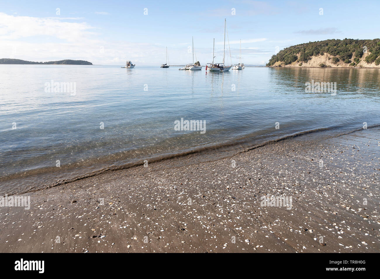 Pipi Cockles High Resolution Stock Photography and Images - Alamy