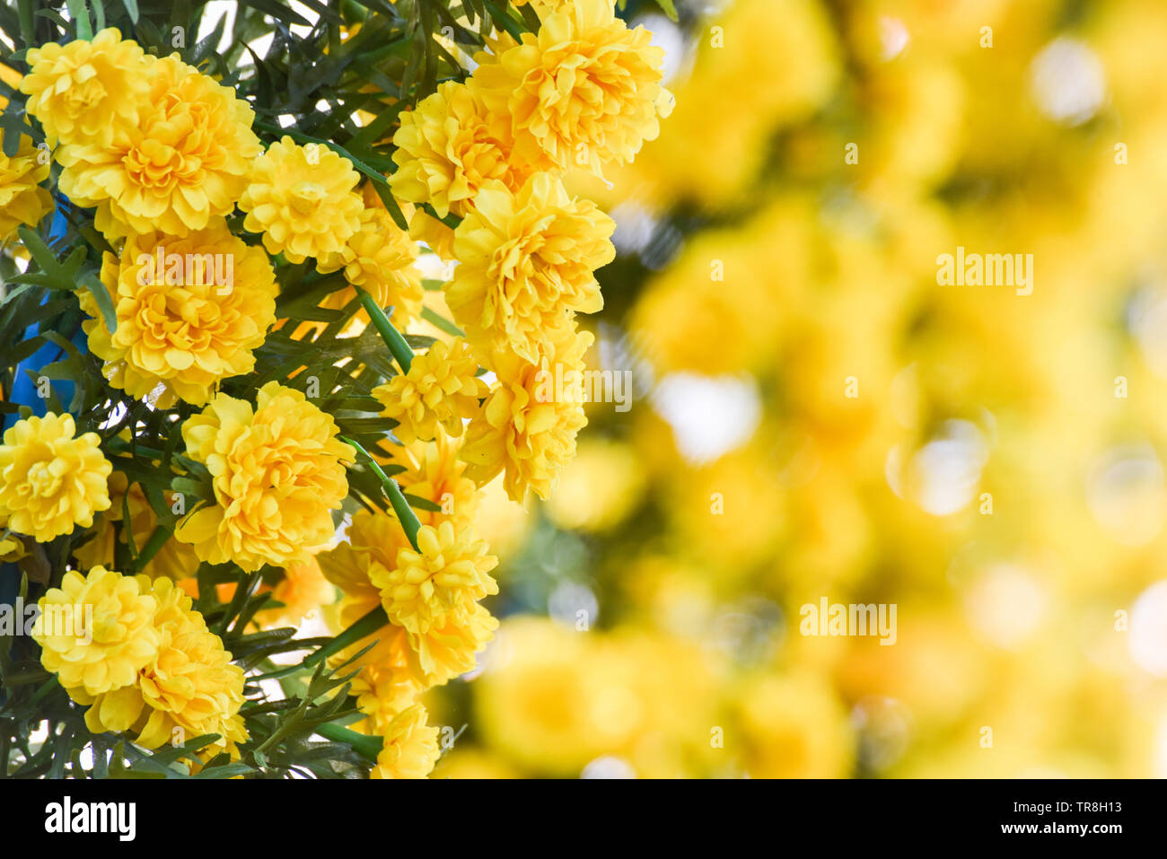 Marigold bunch hi-res stock photography and images - Alamy