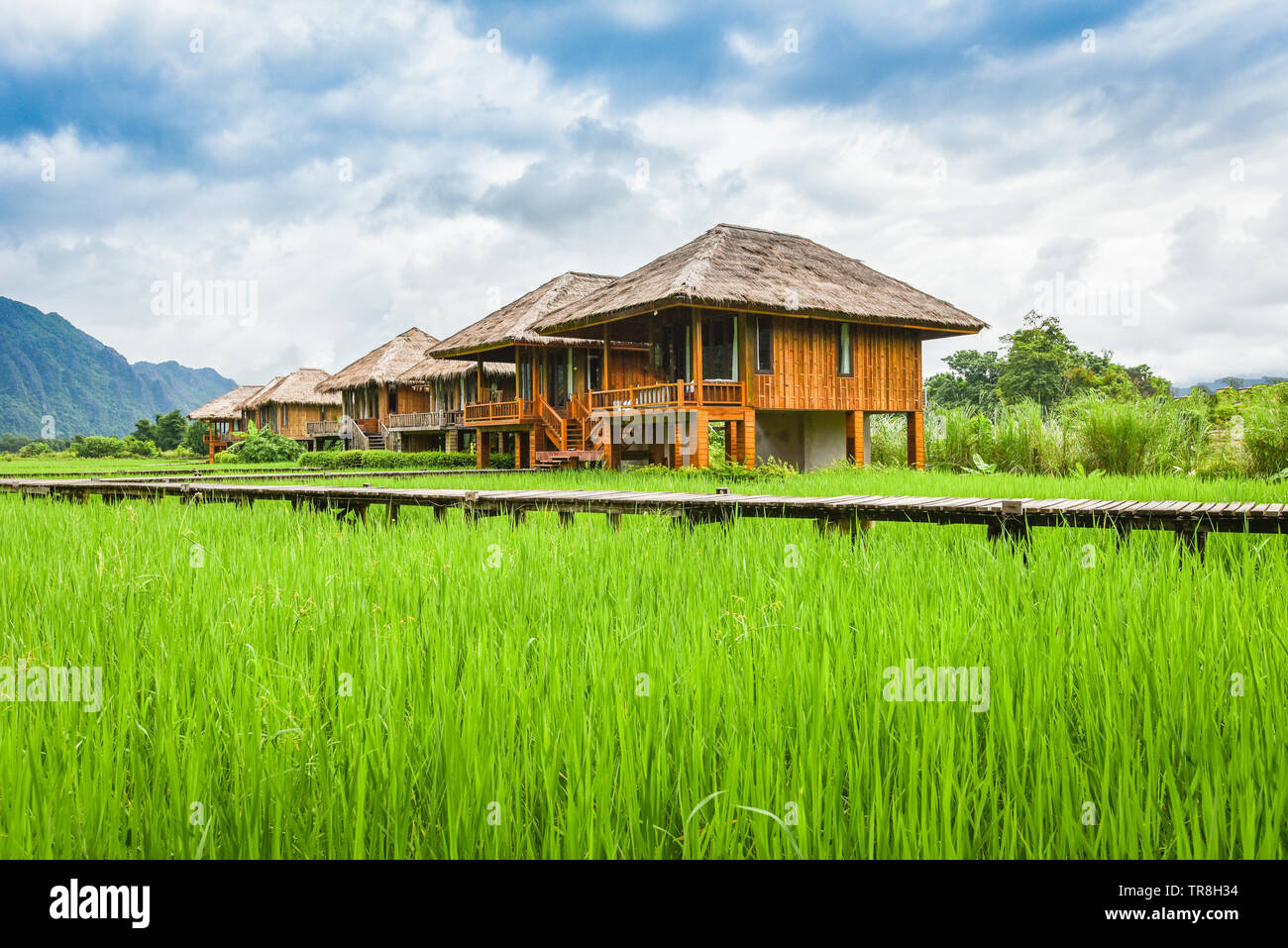 Green rice field landscape with houses countryside asia beautiful ...