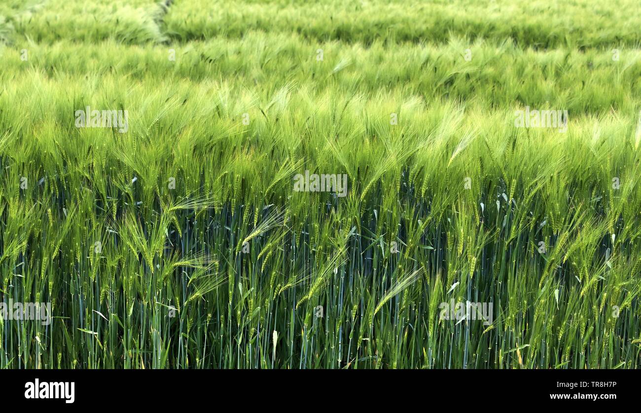 Beautiful close up of an agricultural wheat crop field moving in the ...