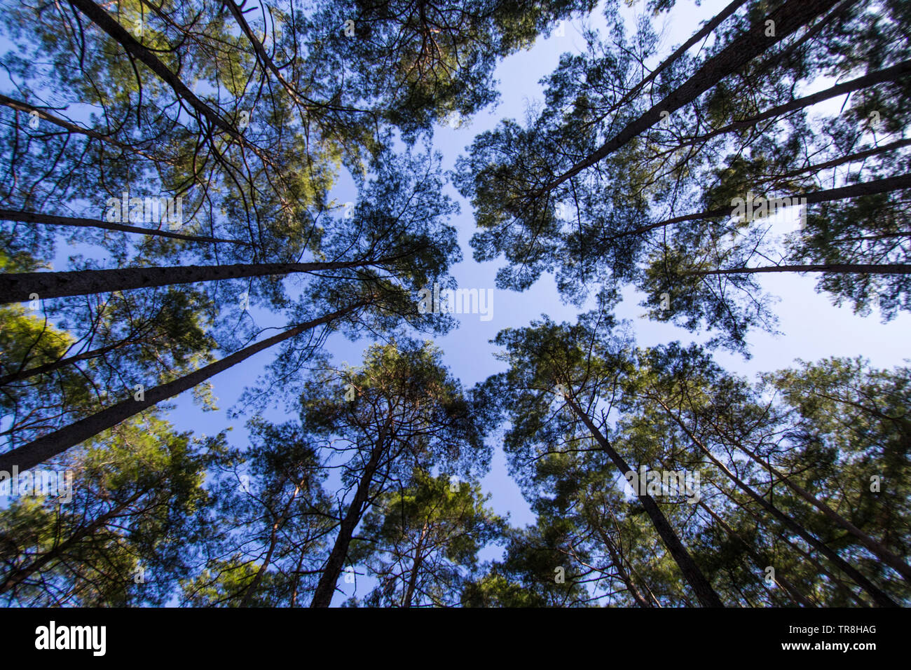Tall trees stretching into the sky Stock Photo - Alamy