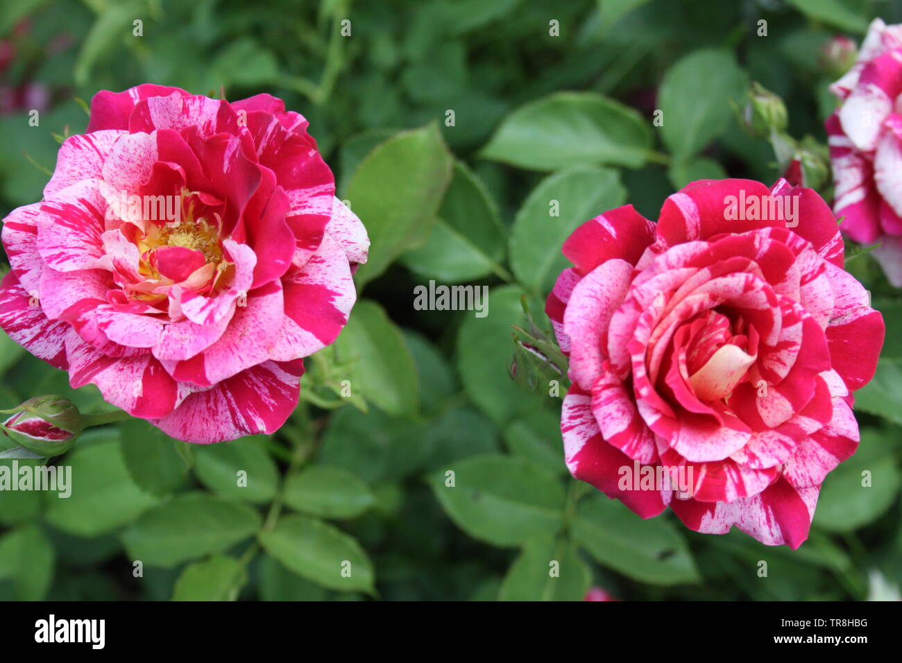 Two Variegated Roses Stock Photo - Alamy