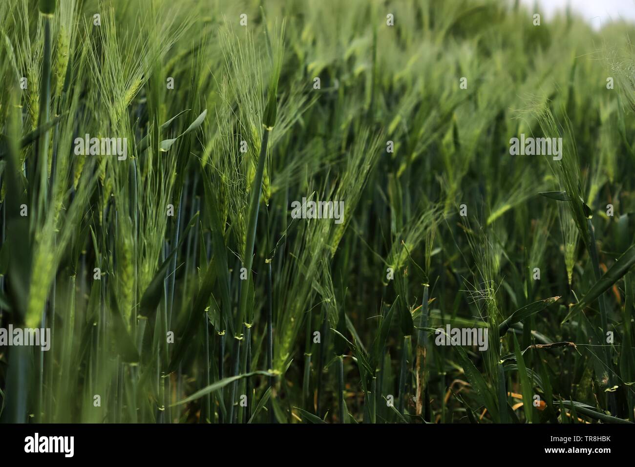 Green beautiful corn moving wind hi-res stock photography and images ...