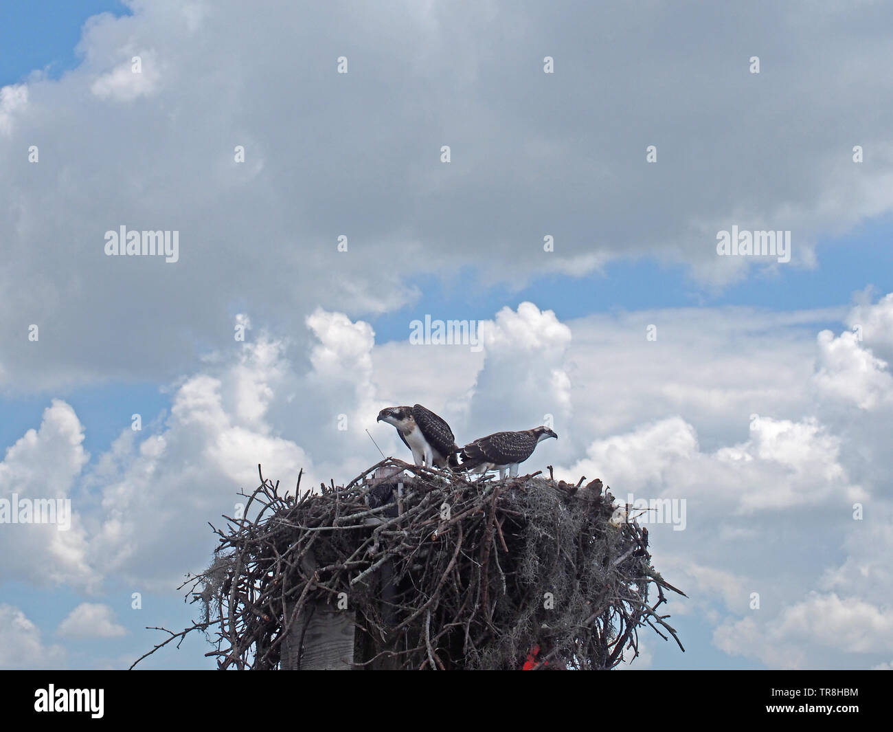 Osprey keeping watch of their nest In St. John's Sound at Anclote River ...