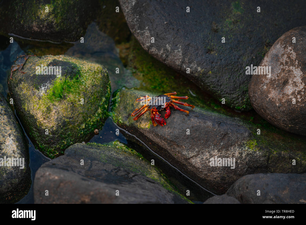 Crab climbing rocks hi-res stock photography and images - Alamy