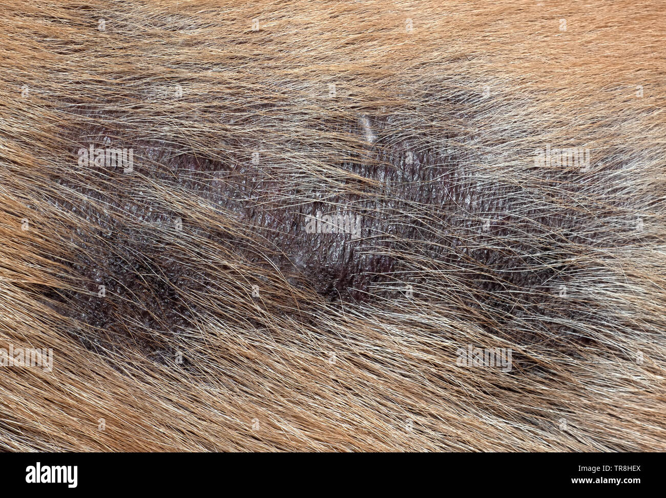 Wolf Skin Disease