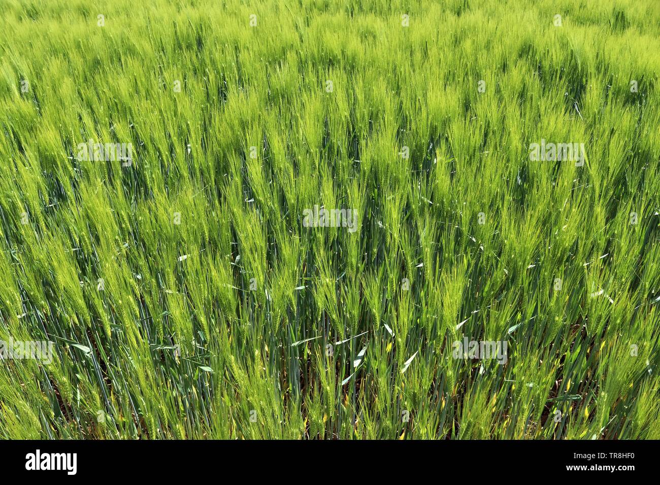Rice field in wind close hi-res stock photography and images - Alamy