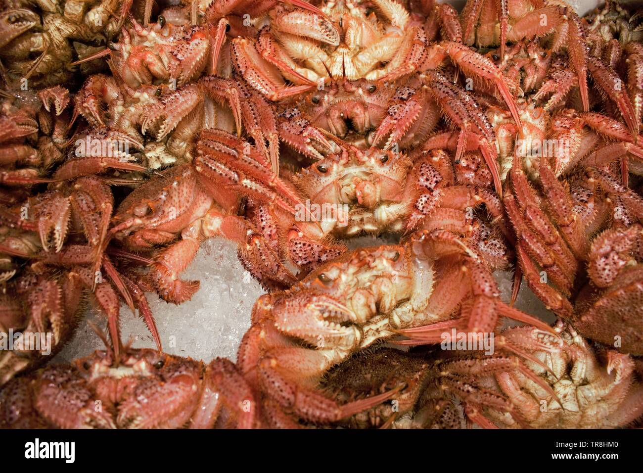 Red king crab hi-res stock photography and images - Alamy